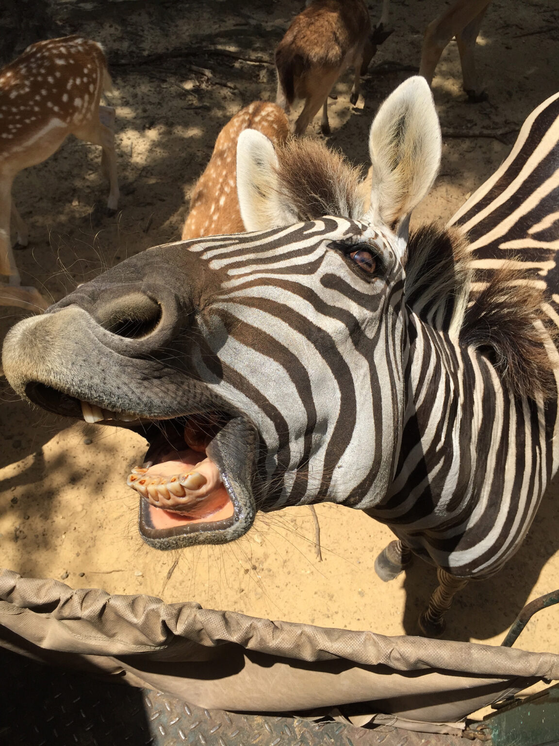 5 Incredibly Useful Nature – Piclove Big Blog