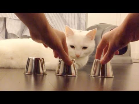 Cats and Dogs Playing The Shell Game – Cats & Dogs Trick – ViralVideo